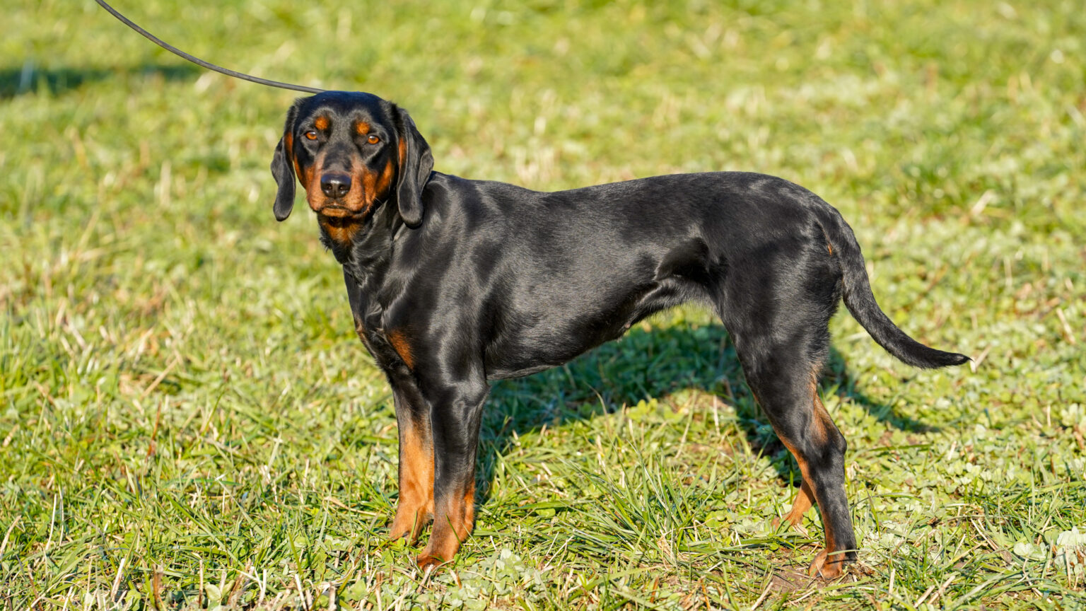 Hunde - Slovensky Kopov vom Kehlenbach